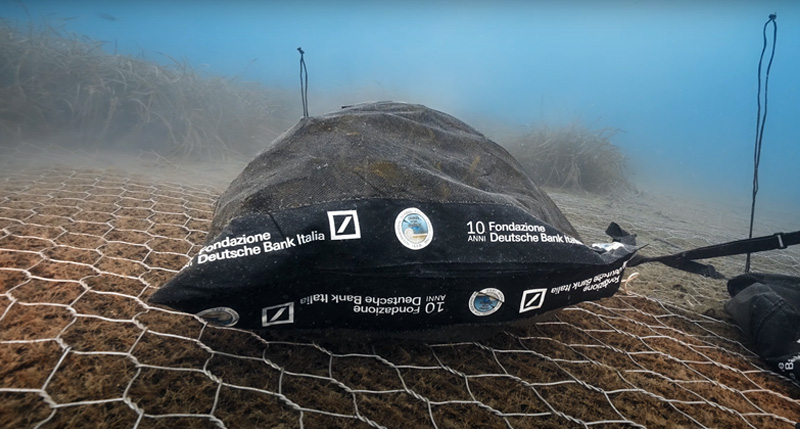 Green Sea Project - la riforestazione di Posidonia oceanica nell’AMP ...